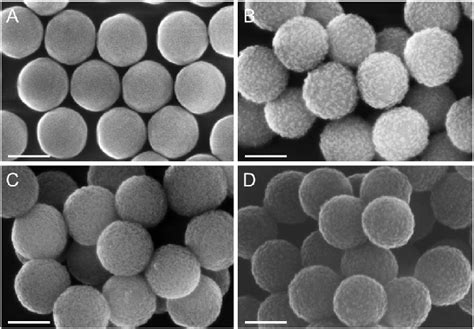 Scanning Electron Micrographs Of The Snps A Native Aminomodified