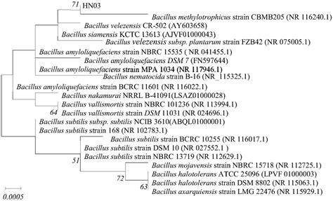 Bacillus Velezensis Strain Hn03 And Application Thereof Eureka Patsnap