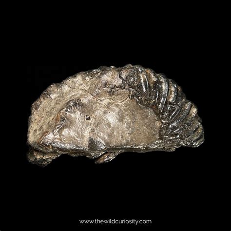 Partial Greensand Ammonite 84mm Rare Fossil Ammonites 100m Years