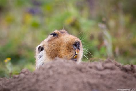 Big Headed Mole Rat Will Burrard Lucas