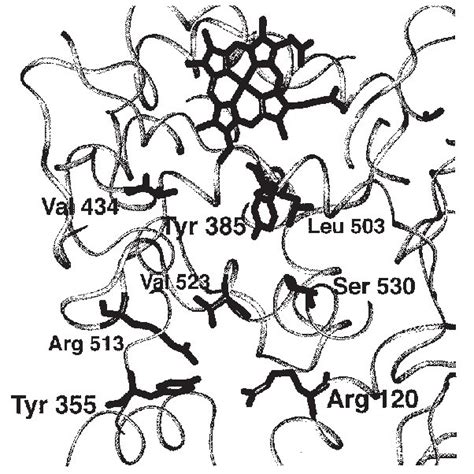Structure Of The Cyclooxygenase Active Site Of Murine Cox 2 Download Scientific Diagram