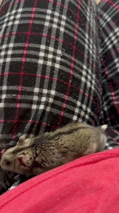 햄스터 아롱이 덕분에 강제 운동🐹😂 정글리안햄스터 Shorts Youtube