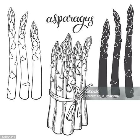 아스파라거스 디자인에 대한 격리된 벡터 손으로 그린 요소입니다 아스파라거스에 대한 스톡 벡터 아트 및 기타 이미지 아스파라거스 건강한 식생활 검은색 Istock