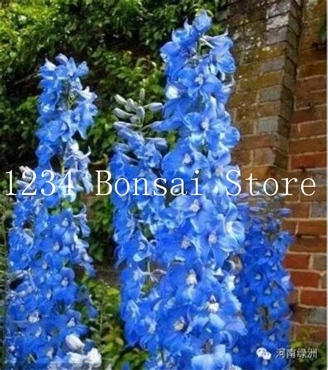 100 Pcs Organic Delphinium Flower Seeds Variety