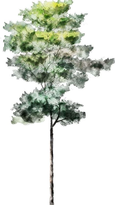 Best Tree Section Images On Pinterest Watercolor Trees Landscaping And Sup Boards