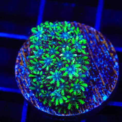 Blue Green Sympodium Coral Marinetanksupply
