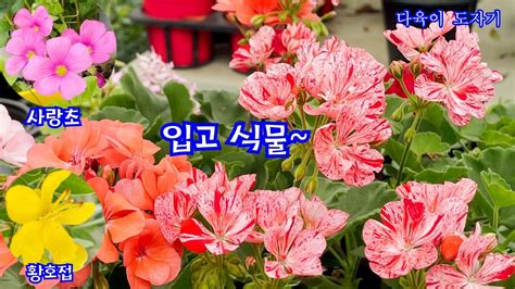 남사화훼단지 남사수산나농원 야생화농원 이름과가격 상사화 금방울국화 목수국 여우꼬리 아스타 루비패랭이 땅콩사랑초 페라고늄 샤프란 황호접등 Youtube