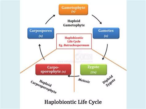 Life Cycle Of Algae Pptx