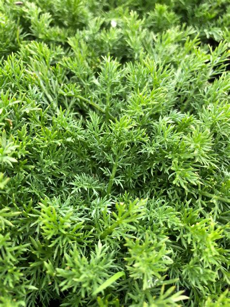 Chamomile Nobile Rotherview Nursery