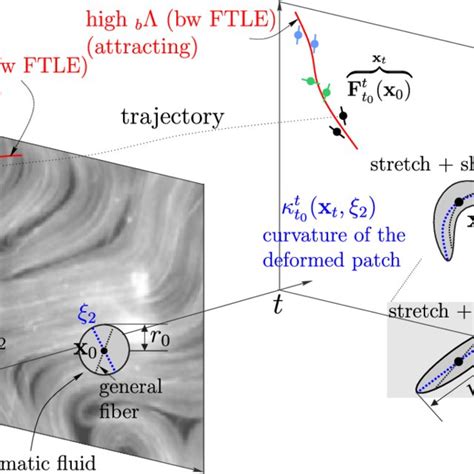 lagrangian view of an active nematic fluid red curves demarcate