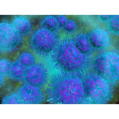 Microscopic View Of Diplococcus Bacterium Poster Print