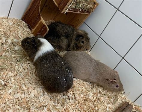 Meeri Gang Tierheim Gütersloh