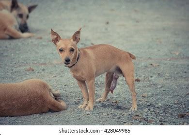 503 Dog Penis Lizenzfreie Bilder Stockfotos Und Aufnahmen Shutterstock