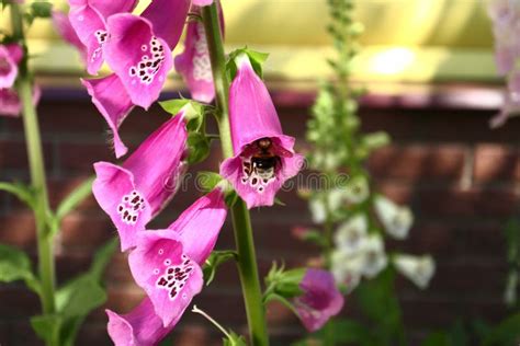 The Bumblebee Collects Nectar From Foxglove Macro Stock Image Image