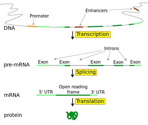 Difference Between Coding And Noncoding Dna Dna Transcription Coding