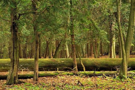 Park Narodowy Bory Tucholskie Poznaj Bory Tucholskie