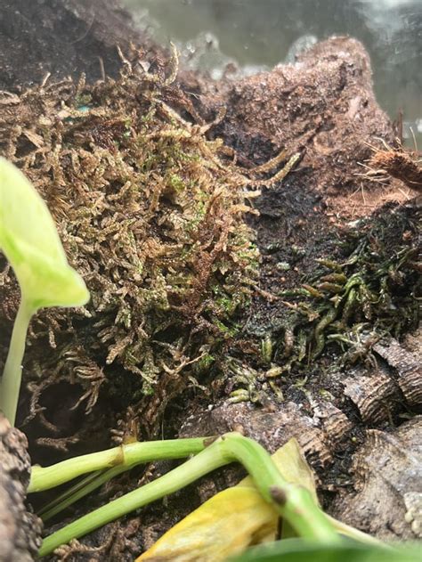 How Can You Tell The Difference Between Algae And New Growth R Moss