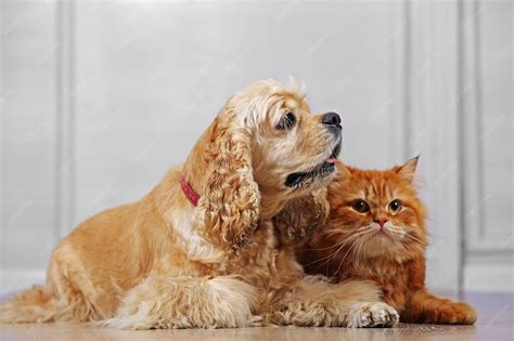 Cocker Spaniel Americano Y Gato Rojo Juntos En El Piso De La Habitación Foto Premium