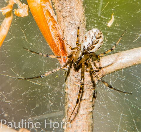 Hammock Spider Pityohyphantes Bugguide Net