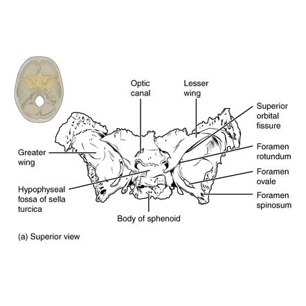 Sphenoid Wing Anatomy Skull Base Inferior View Temporal Bone 78