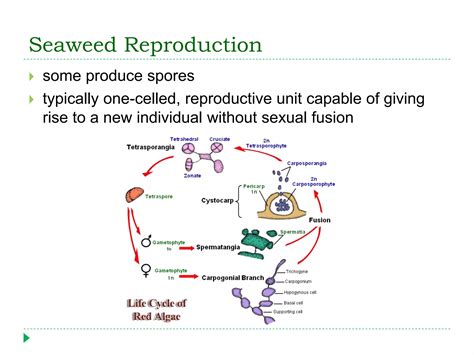 Chapter 6 Seaweed Pptx