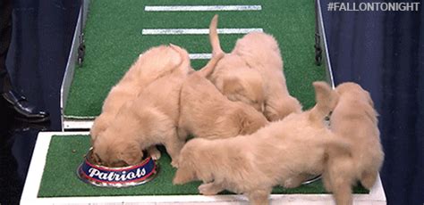 The Tonight Show Starring Jimmy Fallon • The Puppy Predictors Chose The