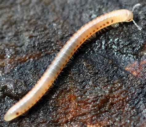 My Favorite Millipede « Northwest Wildlife Online