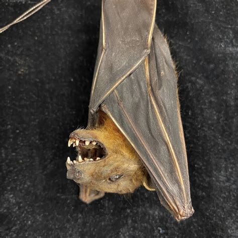 Greater Fruit Bat