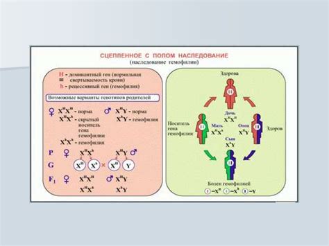 Процесс свертывания крови - презентация онлайн