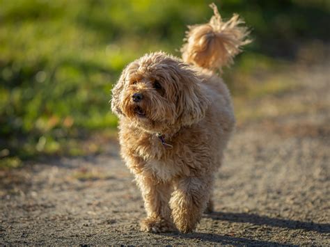 Cavapoo Kopen Ontdek Jouw Ideale Gezelschapsmaatje Bij Dierportaal