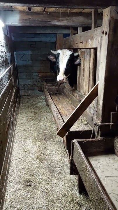 Хозяйства 😱 Youtube