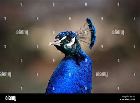 Closeup Portrait Of Beautiful Peacock On Dark Gradient Background Stock
