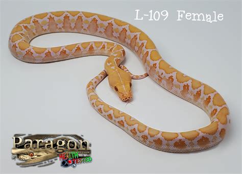Albino White Phase Reticulated Python Traits Morphpedia