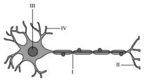 Neet Biology Class 9 Tissues Question And Answers Wbbse Solutions