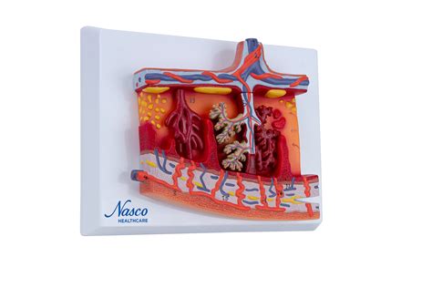 Placenta Cross Section Model 2x Enlarged Sku Mg17230 Nasco Healthcare