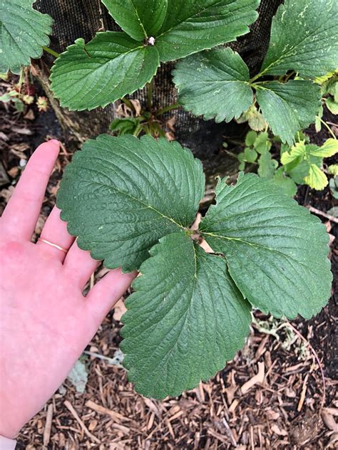 Co Horts Growing Strawberries Vertically
