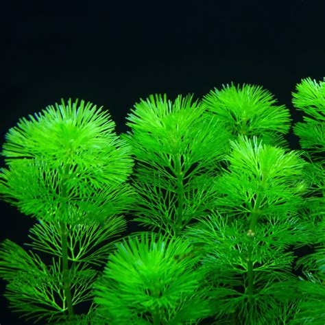 Кабомба каролинская (Cabomba caroliniana) 3 ветки – AQUARIUM 38