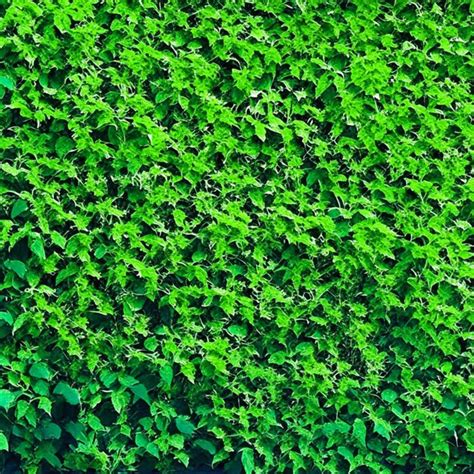 Premium Photo Green Plant Tree Wall Background Texture