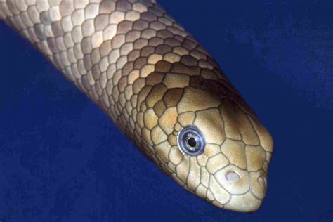 Venomous Sea Snake Facts Hydrophiinae And Laticaudinae