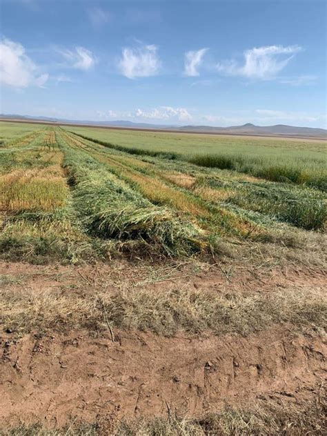 Хадланчдын нэгдсэн групп Ногоон тэжээлөвсмалын тэжээл авна зарна