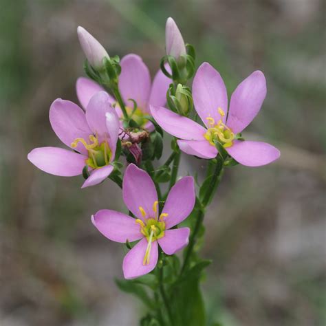 Sabatia Angularis Rose Pink