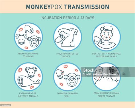 원숭이 폭스 바이러스 전송 인포 그래픽 흰색 배경에 고립 된 아이콘과 함께 2022년에 대한 스톡 벡터 아트 및 기타 이미지