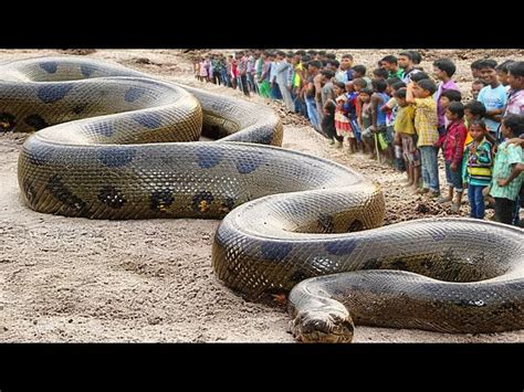 Biggest Ever Snake Found