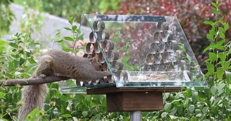 Homemade Squirrel Proof Bird Feeder Video Tutorial Best Squirrel Proof Bird Feeders