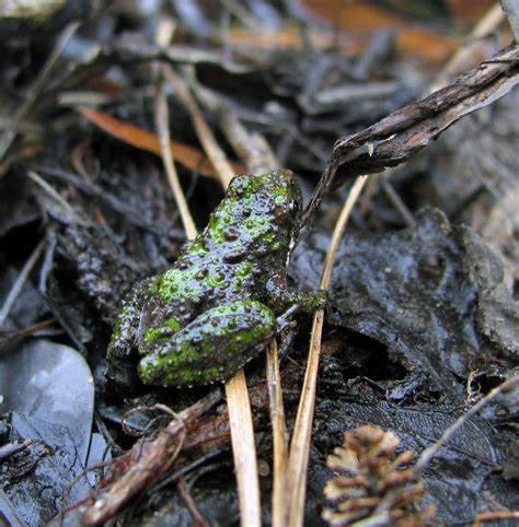 About Eastern Cricket Frog Maryland Biodiversity Project