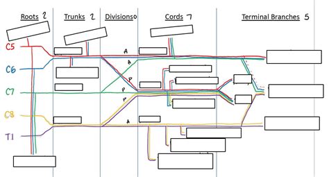Brachial Plexus Diagram Blank