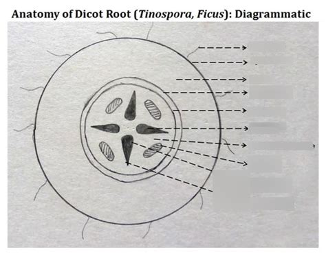 Dicot Root Diagram Quizlet