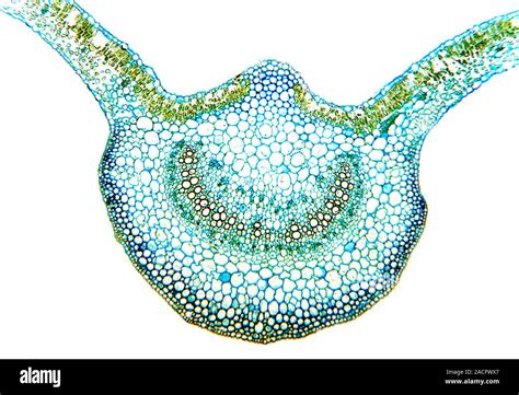 Sweet Potato Leaf Light Micrograph Of A Transverse Section Through The