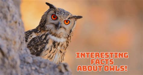 Interesting Facts About Owls That Will Fascinate You Updated In March