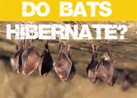 Do Bats Hibernate How Do They Survive The Winter